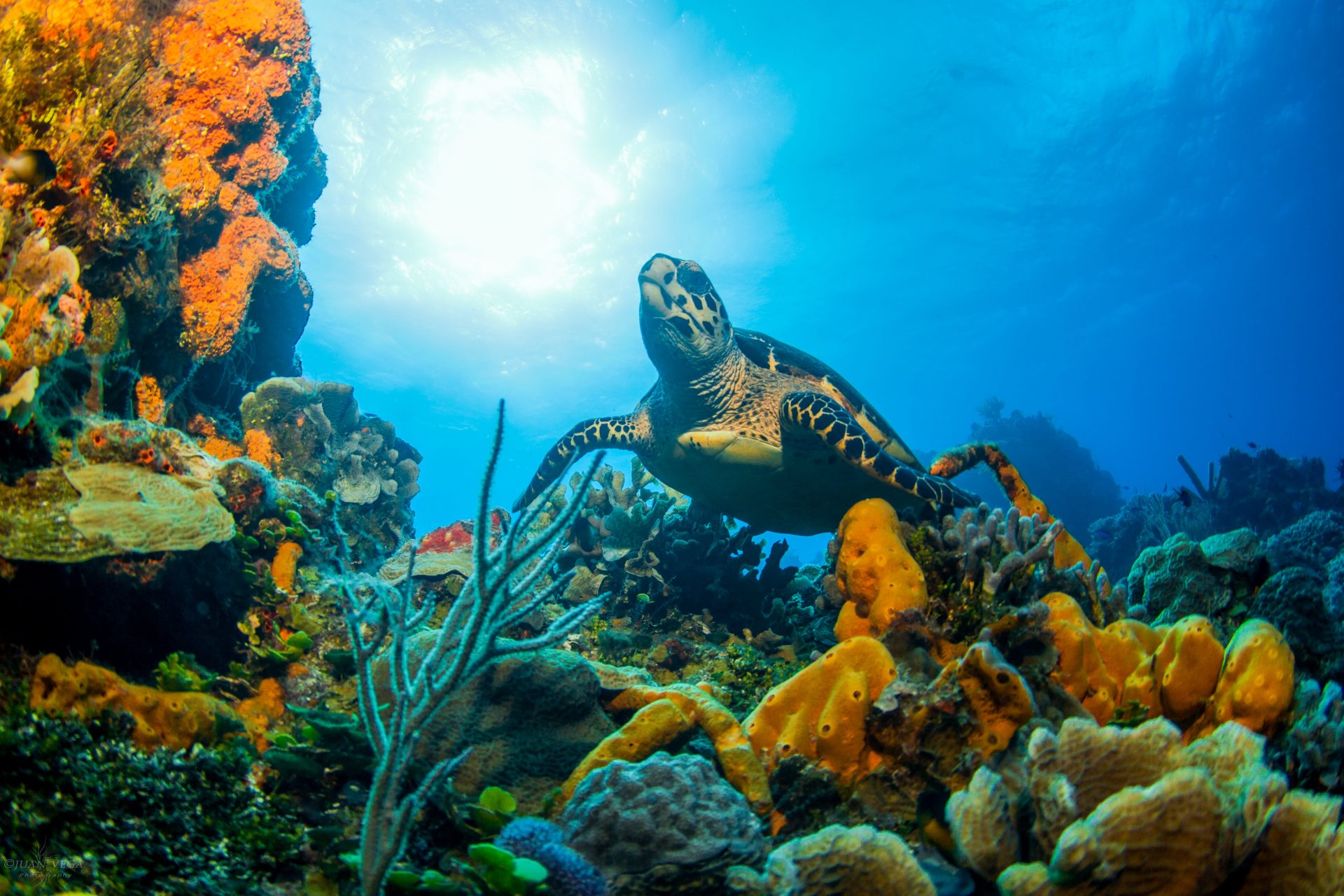 Homepage CLME+ HUB - CLME+ HUB