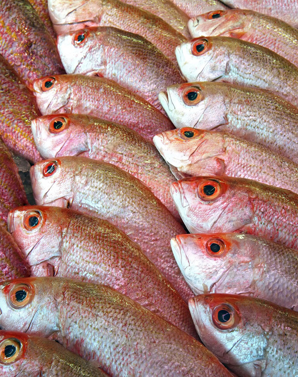 Homepage CLME+ HUB - CLME+ HUB